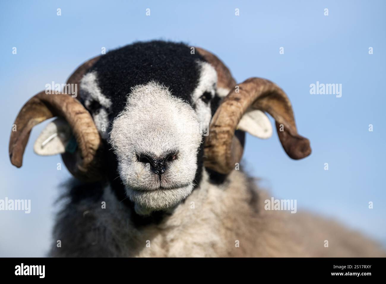 Close up of the face of a Swaledale ram which is ready for the autumn ...