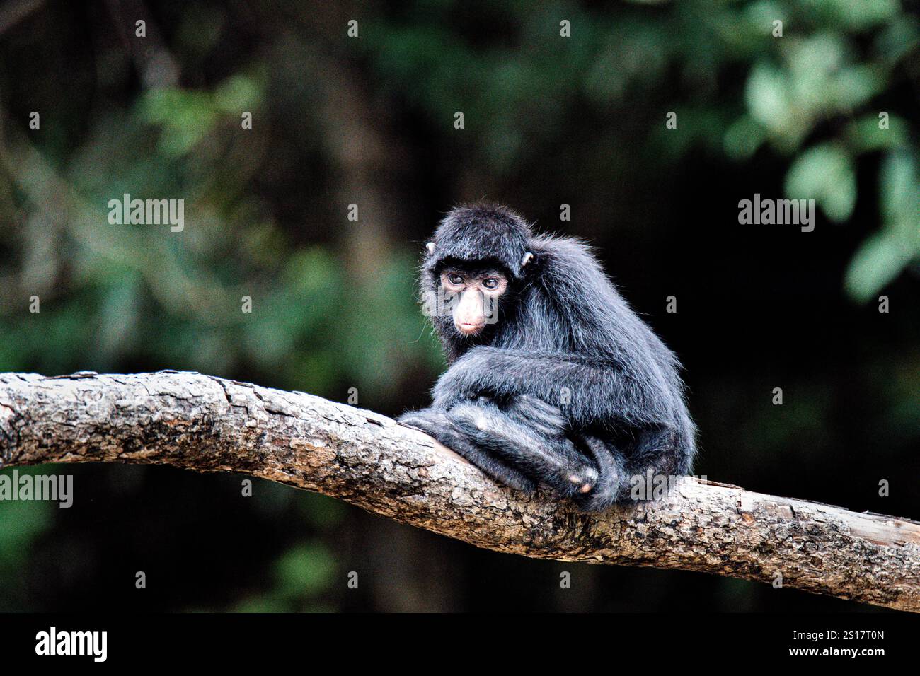 Peruvian Spider Monkey (Ateles chamek) in the Peruvian Amazon RIver ...