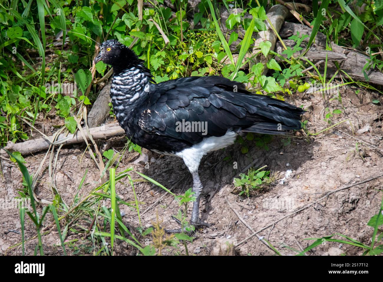 Horned Screamer (Anhima cornuta) in the Peruvian Amazon River Stock ...
