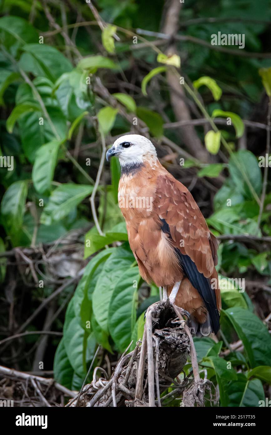 Black-collared Hawk (Busarellus nigricollis) in the Peruvian Amazon ...