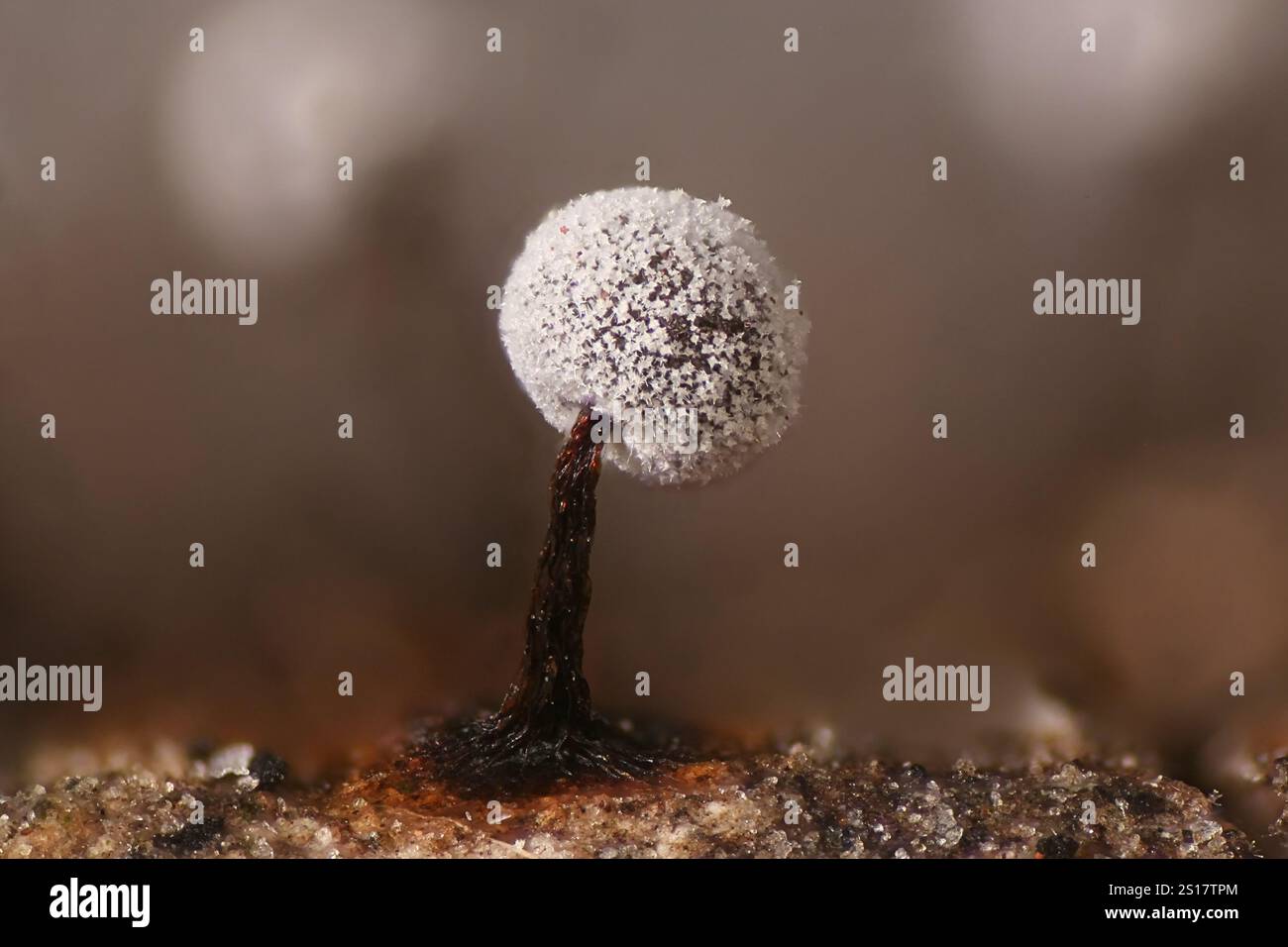 Didymium nigripes, a slime mold from Finland, microscope image Stock ...