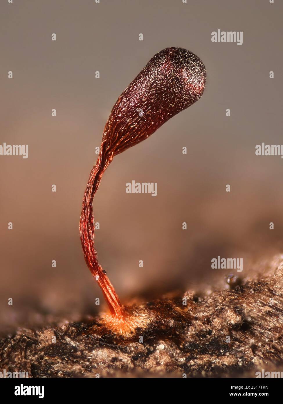 Metatrichia vesparium, commonly known as wasp nest slime mold ...