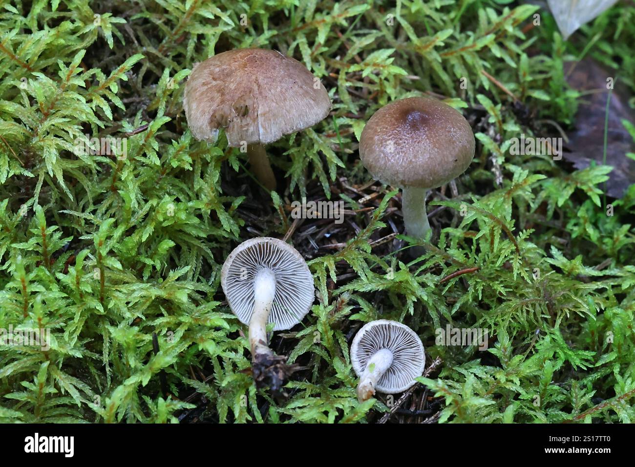 Inocybe flocculosa hi-res stock photography and images - Alamy