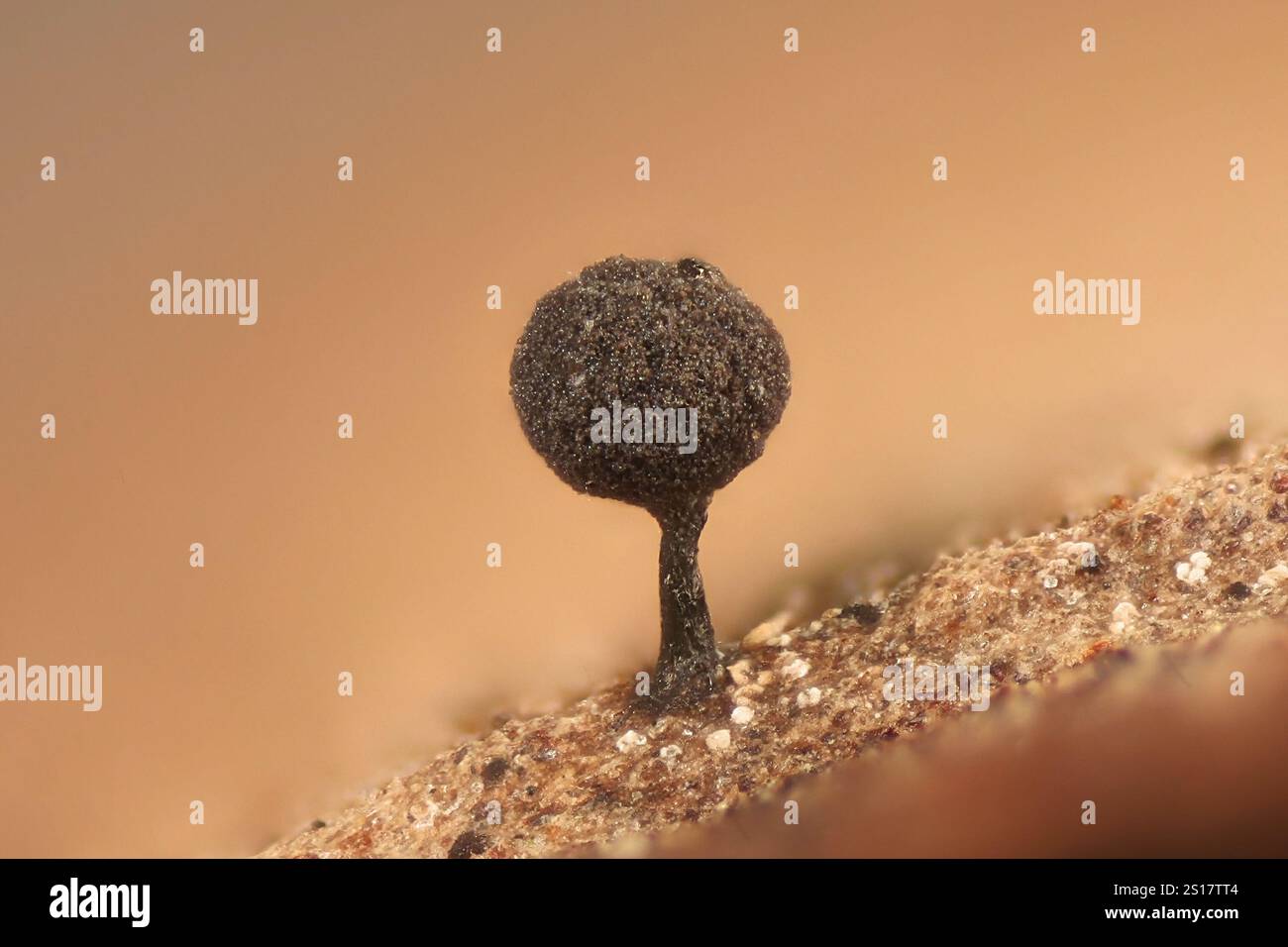 Oksavispinen hi-res stock photography and images - Alamy