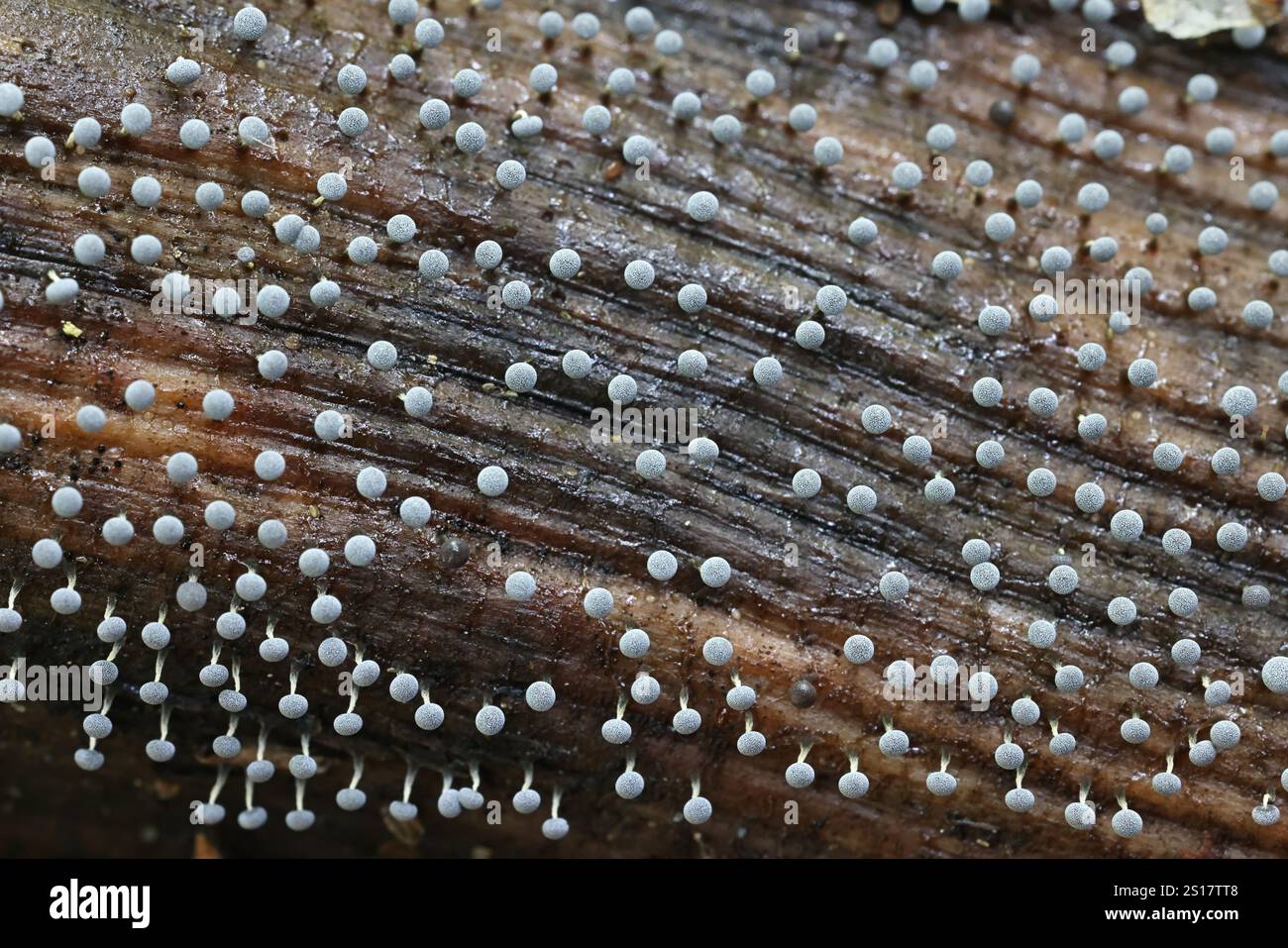 Physarum leucopus, a slime mold from Finland, no common English name ...