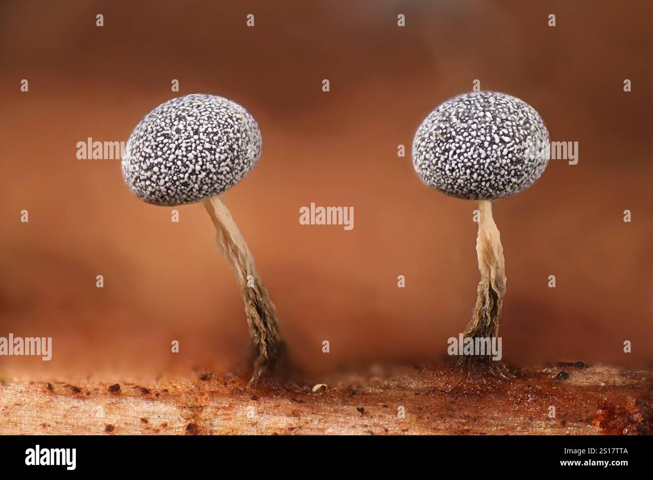Physarum leucophaeum, a slime mold from Finland, microscope image of ...
