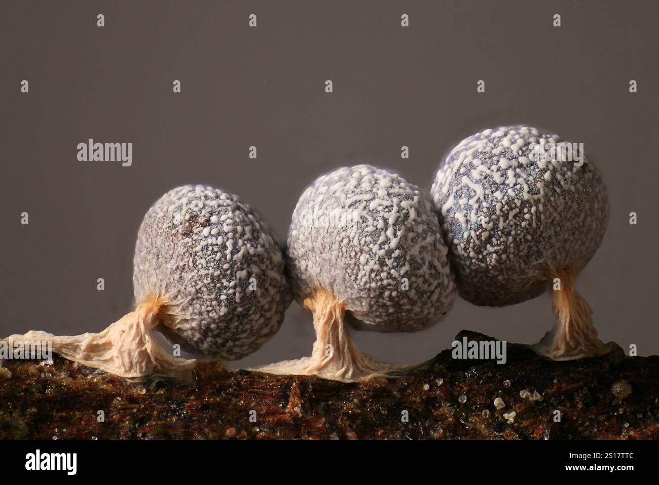 Physarum leucophaeum, a slime mold from Finland, microscope image of ...