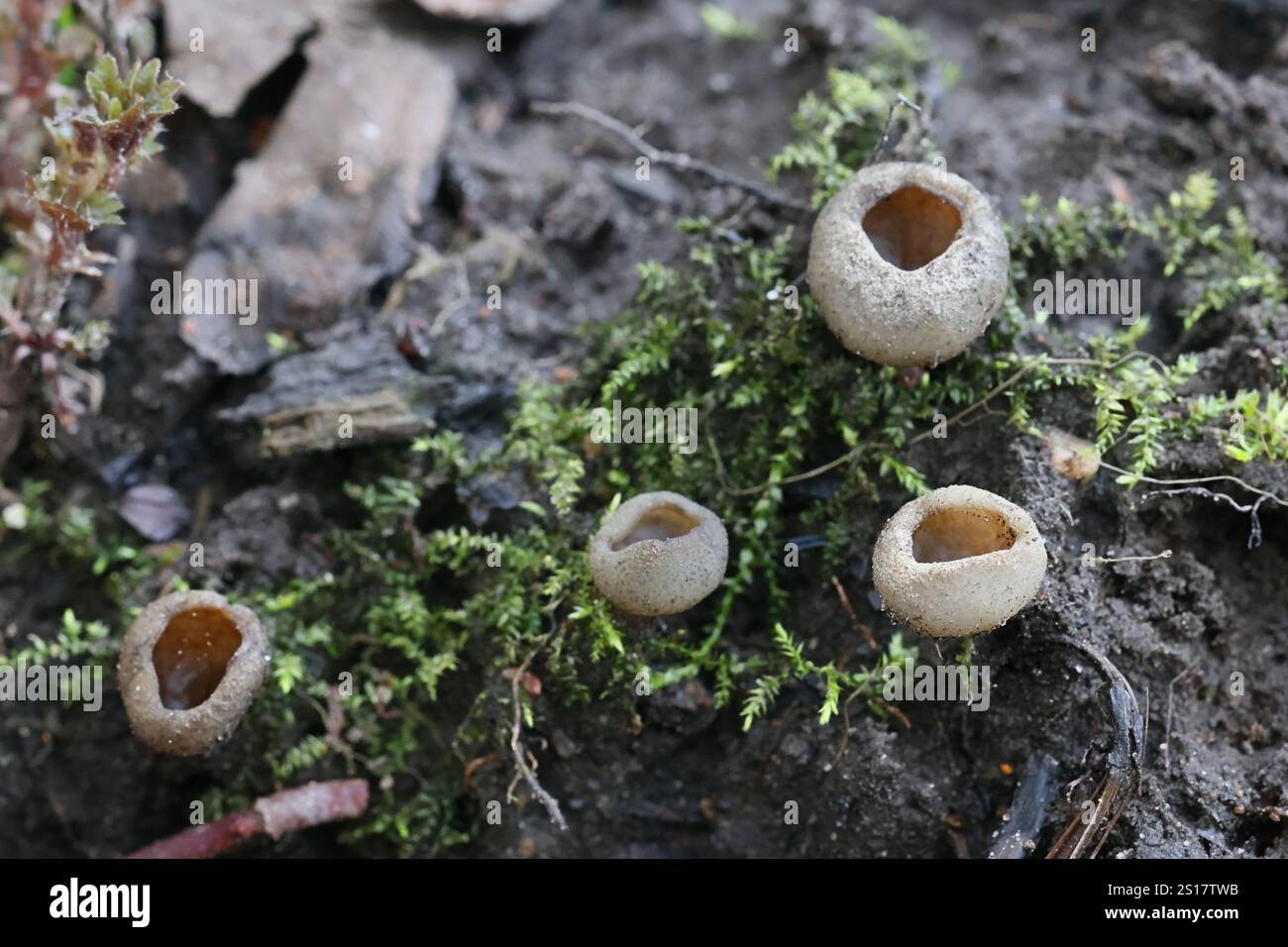 Disciotis venosa, commonly known as the bleach cup, veiny cup fungus ...