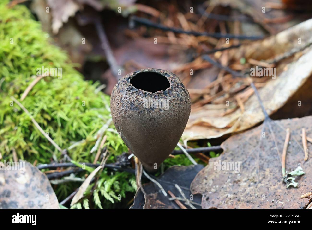 Urnula craterium, commonly known as the devil's urn or the gray urn ...