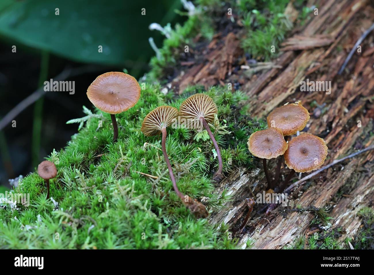 Xeromphalina cauticinalis, also known as Marasmius cauticinalis ...