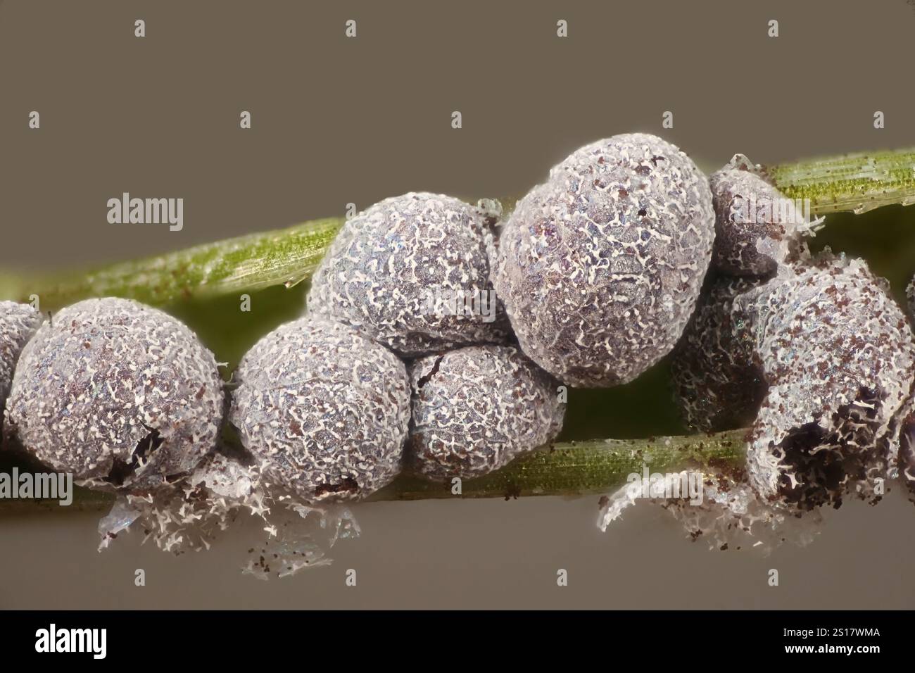 Badhamia foliicola, slime mold, microscope image sporangia Stock Photo ...