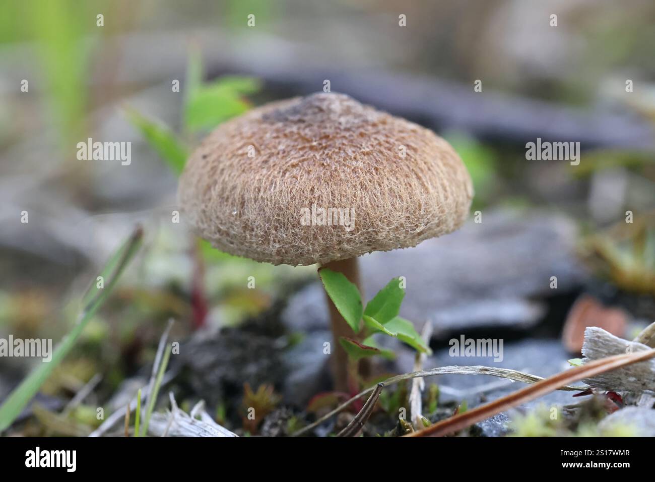 Inocybe impexa, a fibrecap mushroom from Finland, no common English ...