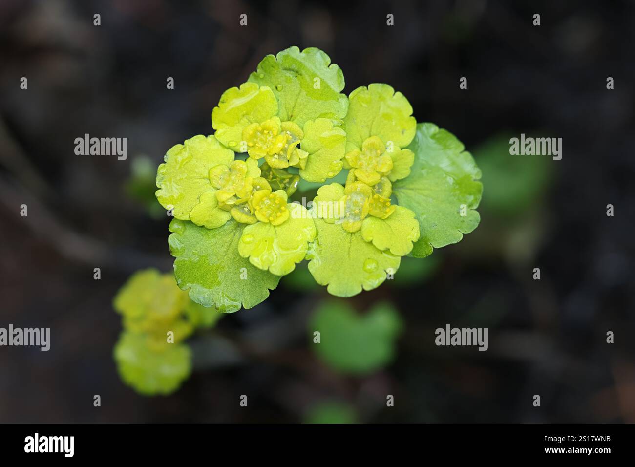 Chrysosplenium alternifolium, known as the alternate-leaved golden ...