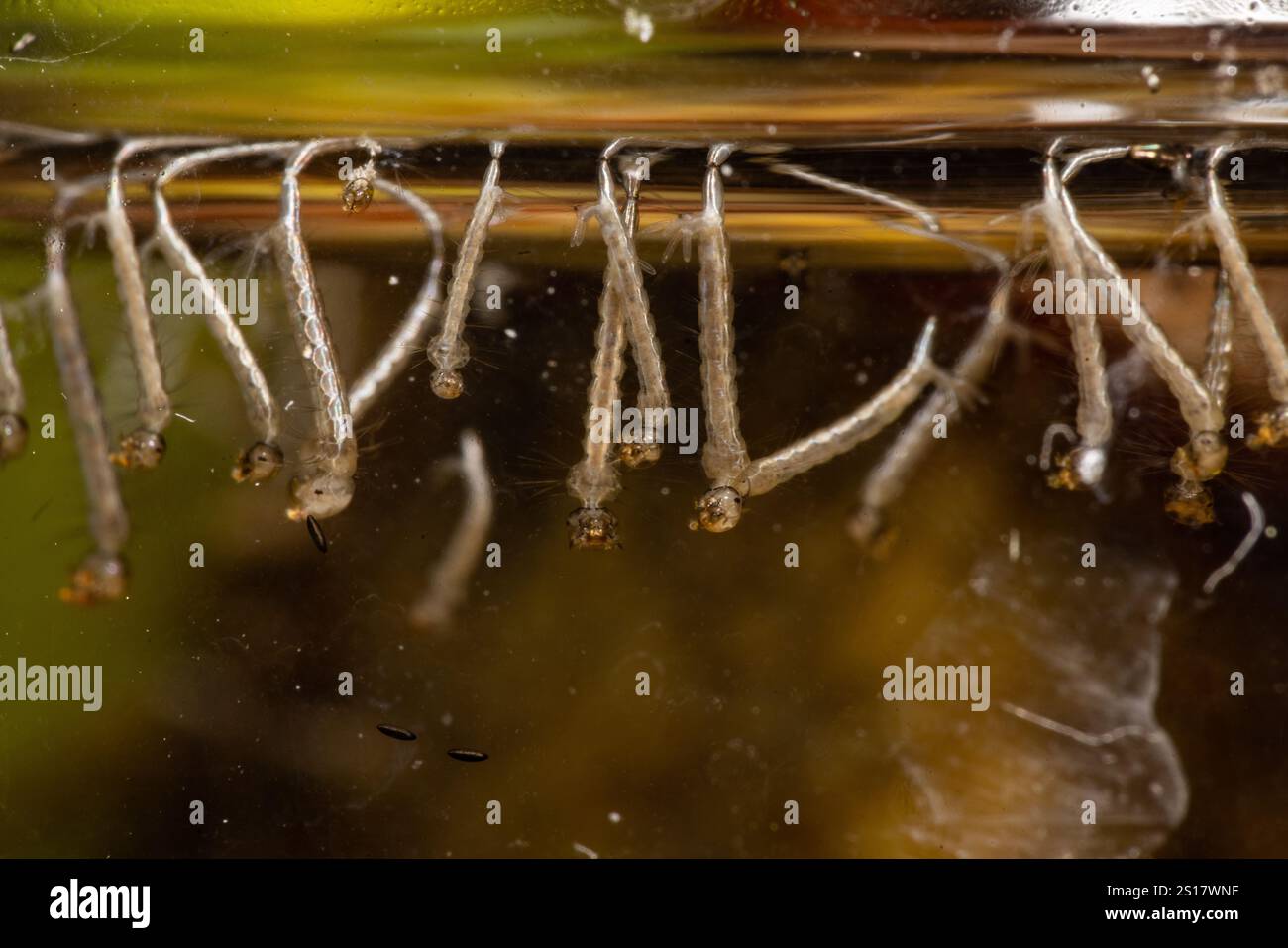 Mosquito Larvae growing in still rainwater puddle Stock Photo - Alamy