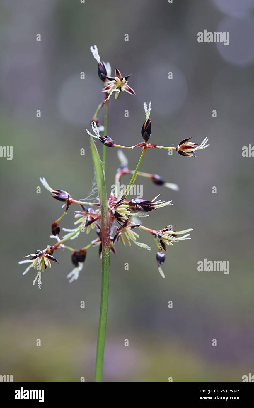 Luzula pilosa, known as the hairy wood-rush, wild plant from Finland ...