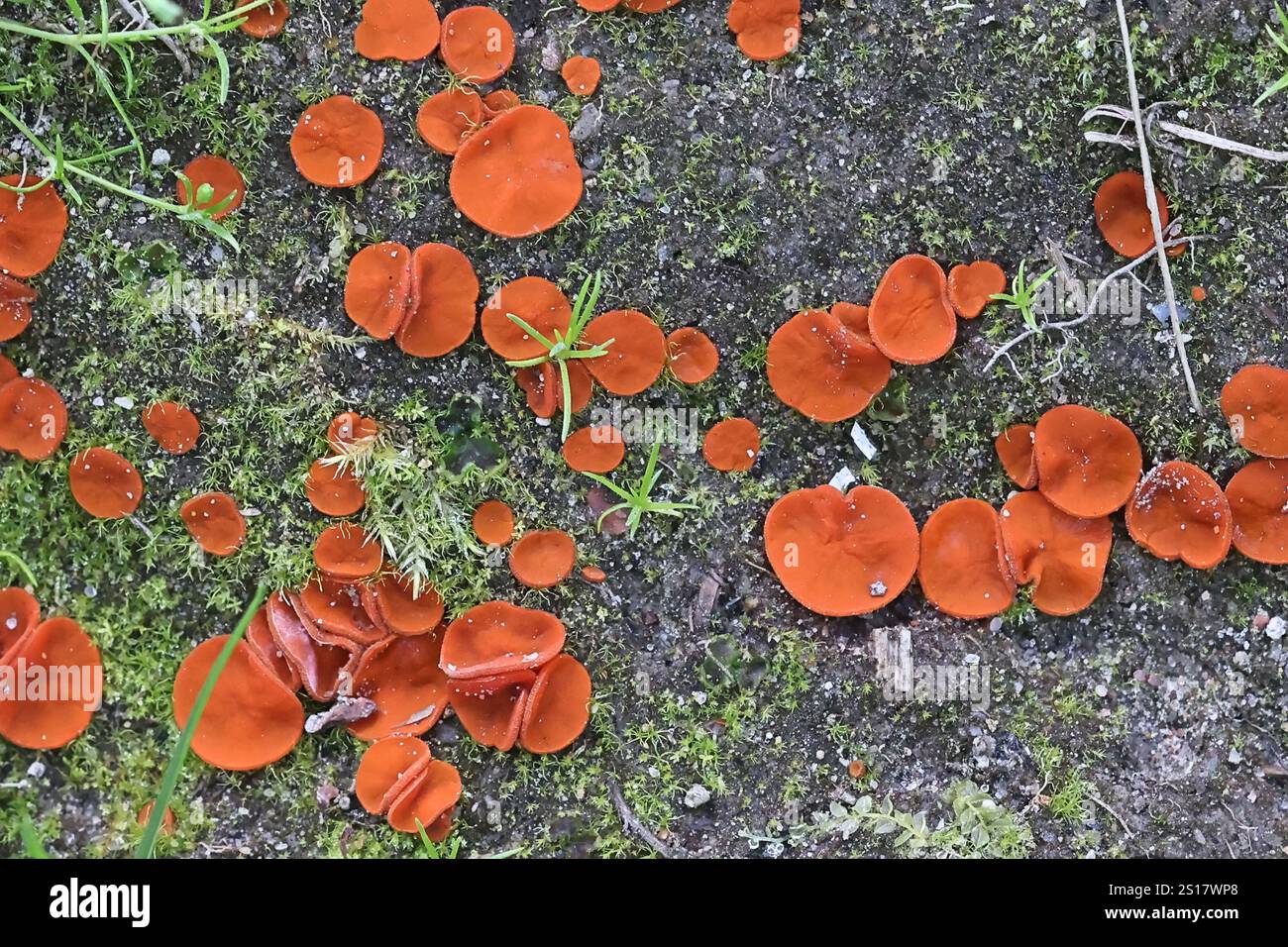 Melastiza carbonicola, orange cup fungus, no common English name Stock ...