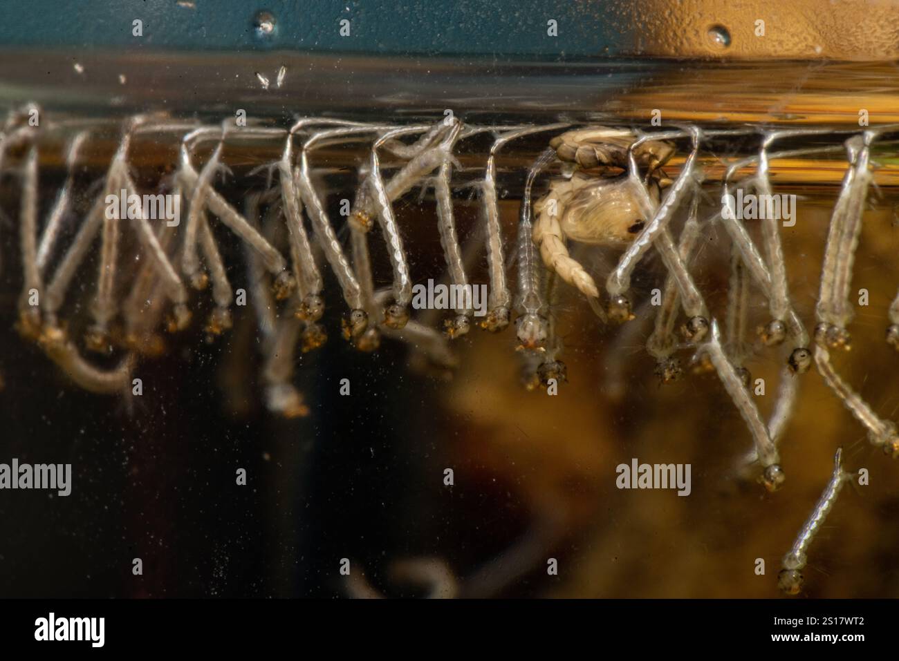 Mosquito Larvae growing in still rainwater puddle Stock Photo - Alamy