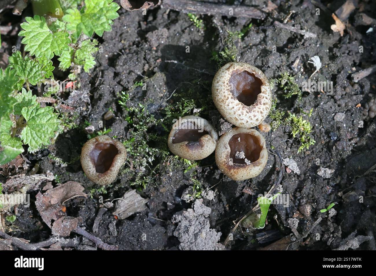 Disciotis venosa, commonly known as the bleach cup, veiny cup fungus ...