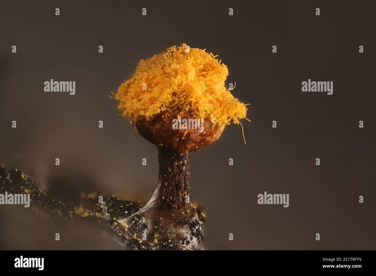 Trichia erecta, slime mold from Finland, microscope image of sporocarp Stock Photo - Alamy