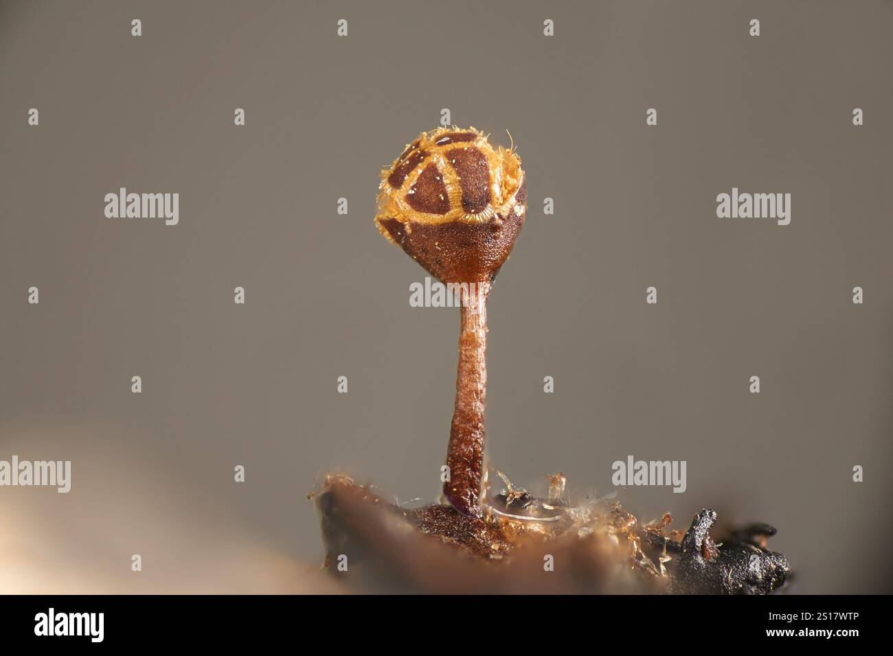Trichia munda, slime mold from Finland, microscope image of sporocarp ...
