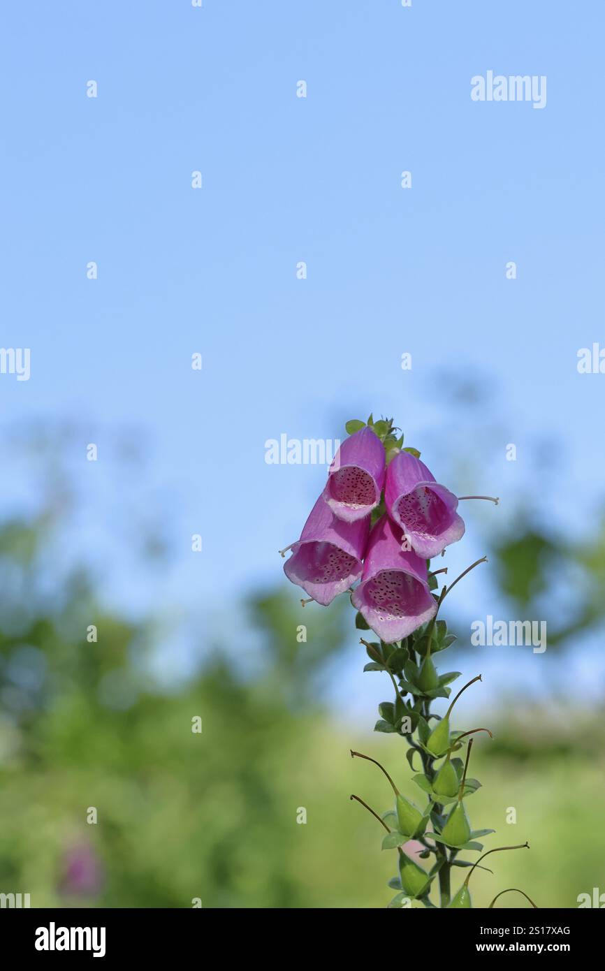 Common foxglove (Digitalis purpurea), flowers, from the plantain family ...