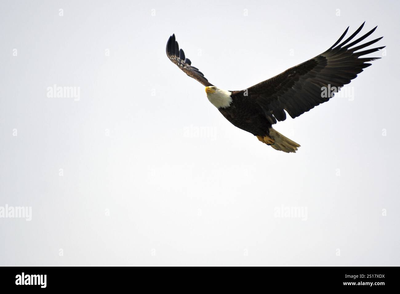 A bald eagle majestically spreads its wings in flight, National Park ...