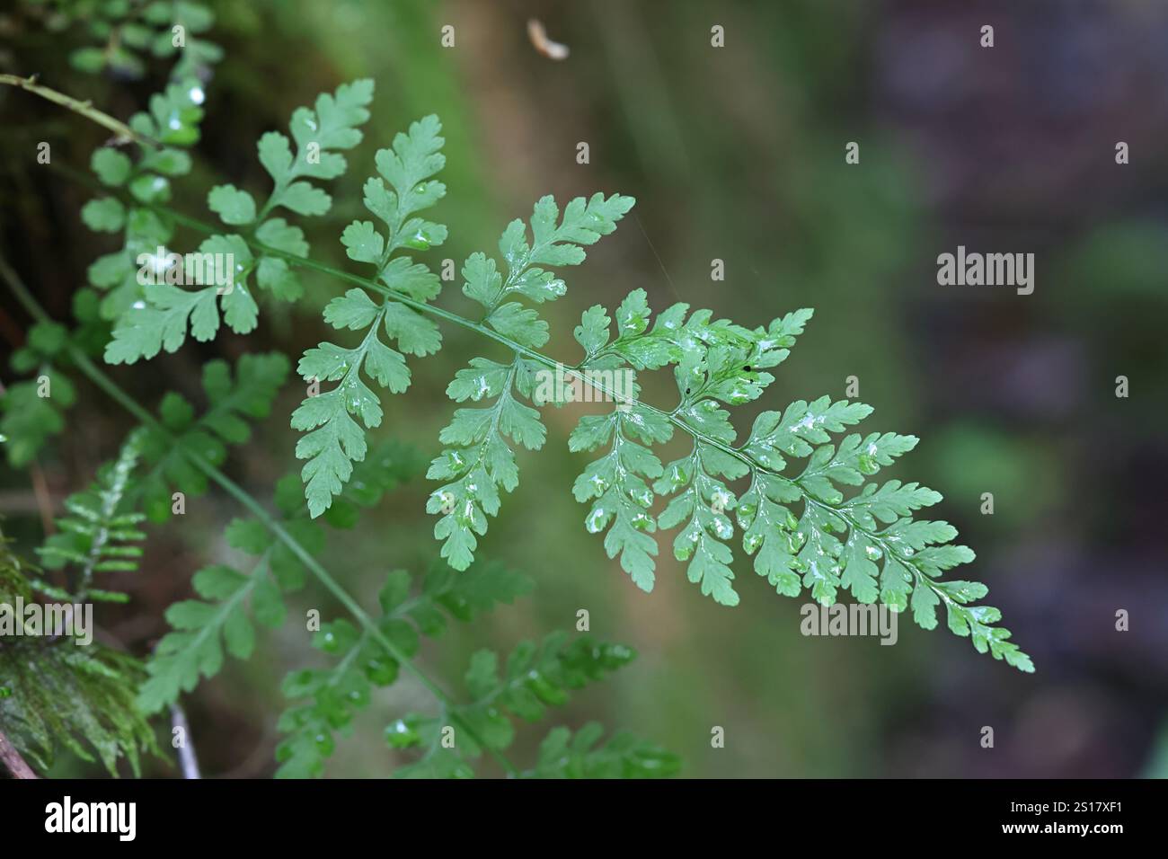 Cystopteris fragilis, known as brittle bladder-fern and common fragile ...