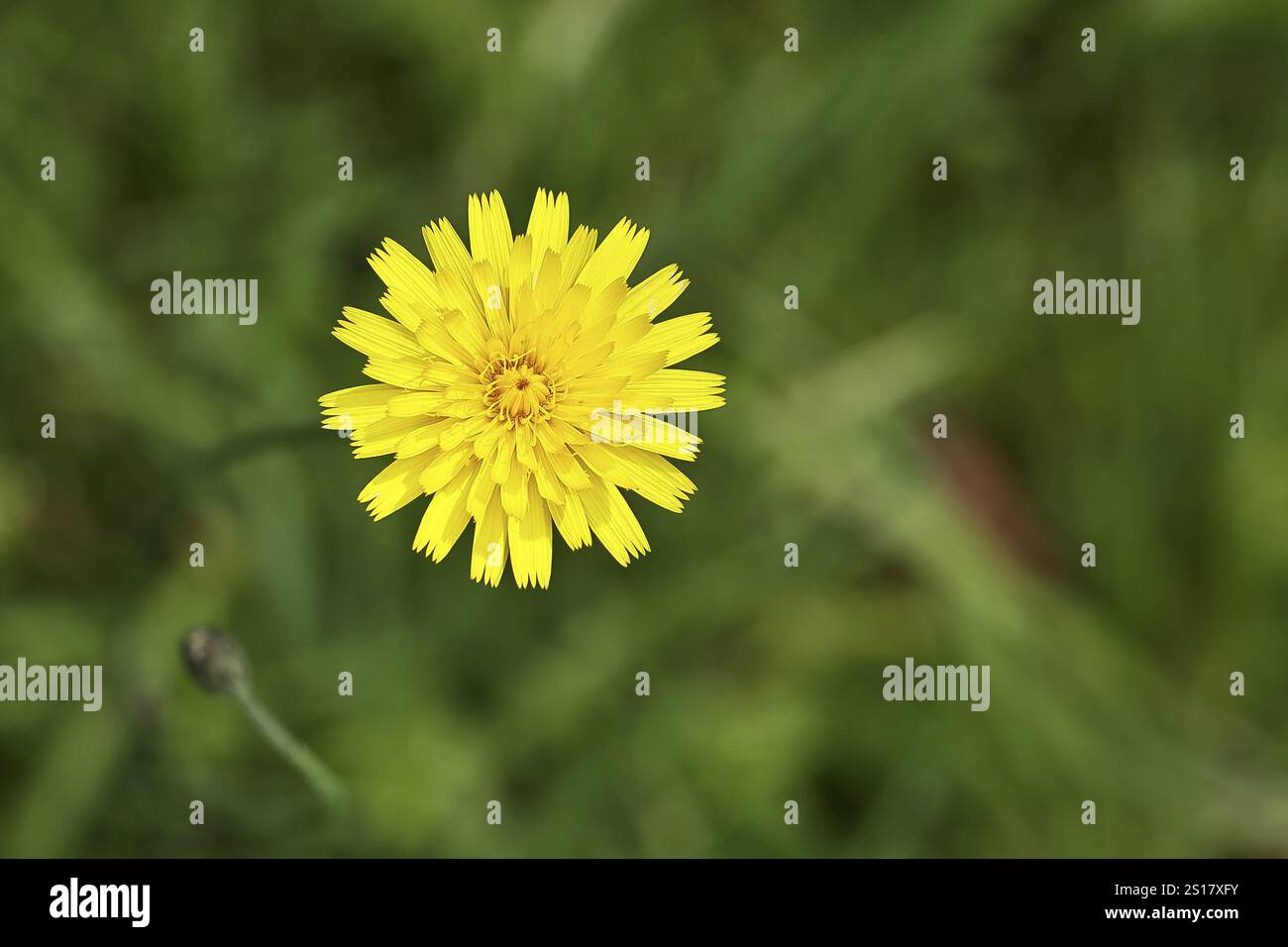 Mouse-ear hawkweed, also known as Lesser mouse-eared hawkweed or long ...