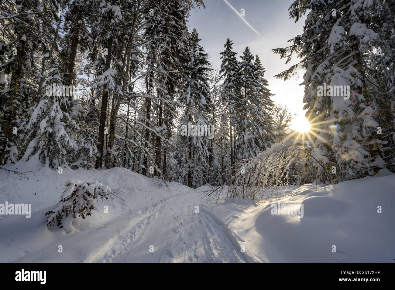 Snow-covered trees in a forest in winter, sun star in the morning ...
