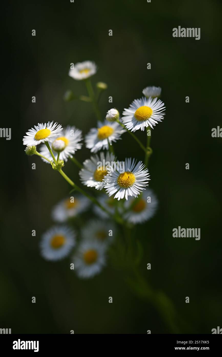 Annual fleabane, Erigeron annuus, formerly Aster annuus, also known as ...