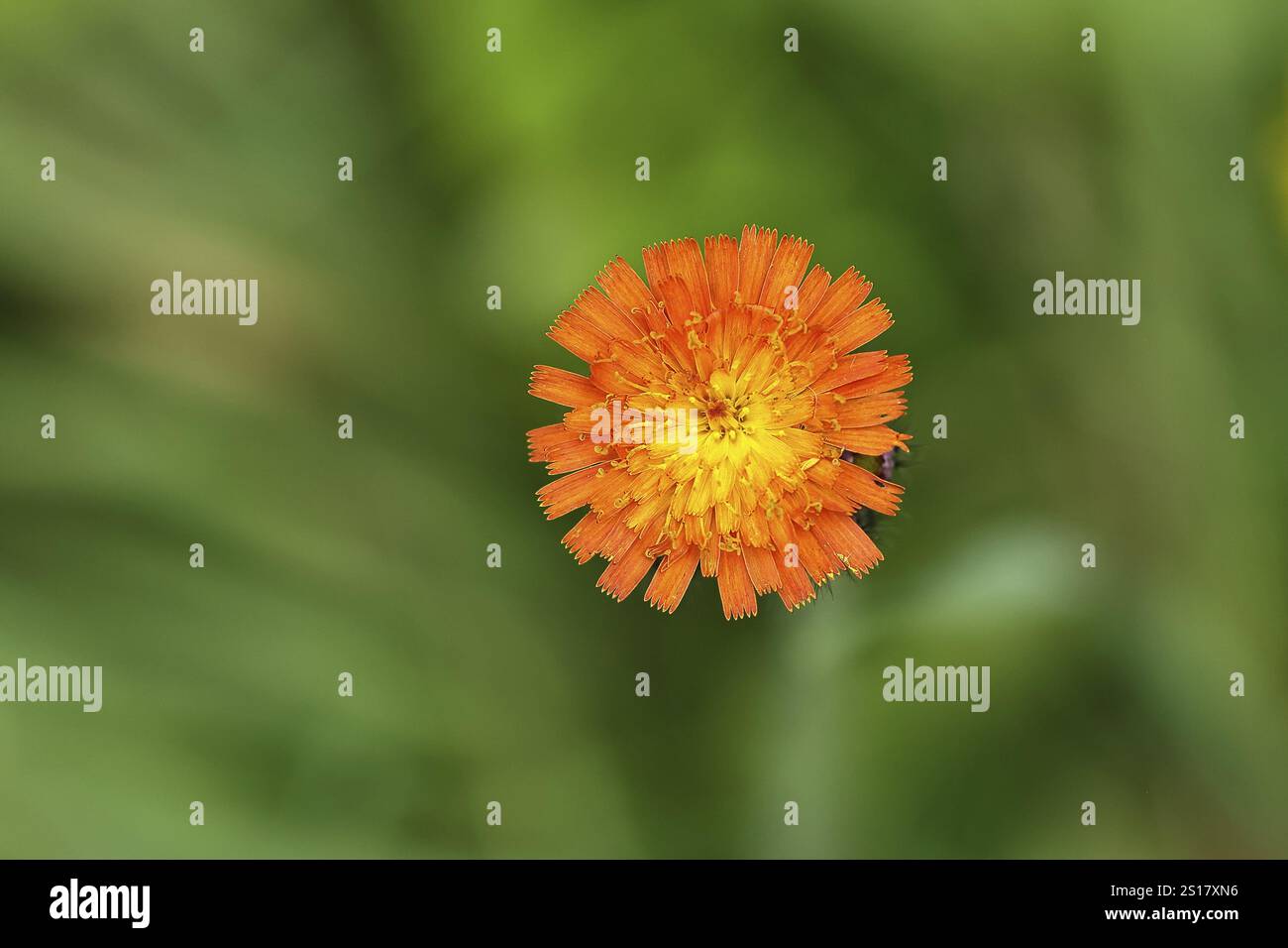 Alkaline lawn hi-res stock photography and images - Alamy