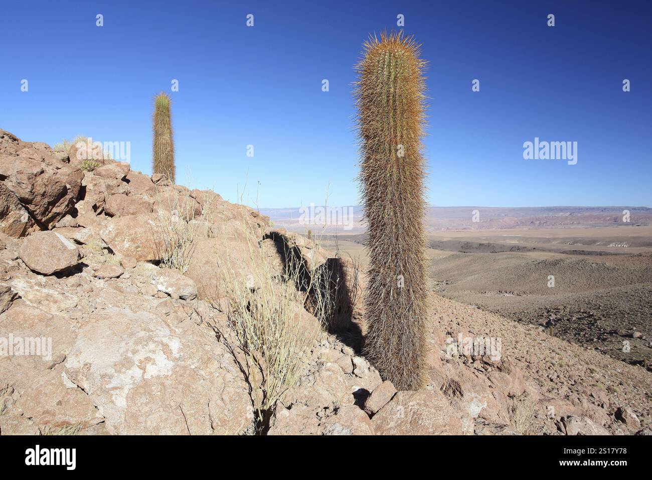 Echinopsis atacamensis, cactus, San Pedro de Atacama, Chile, South ...