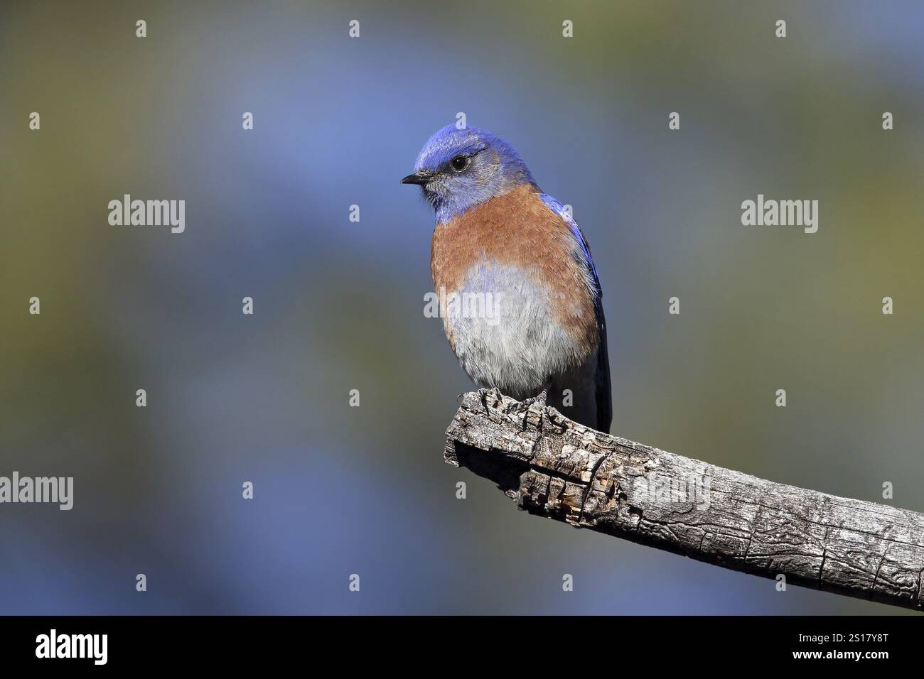 Blue-throated Bluebird, Sialia mexicana, Utah, USA, North America Stock ...