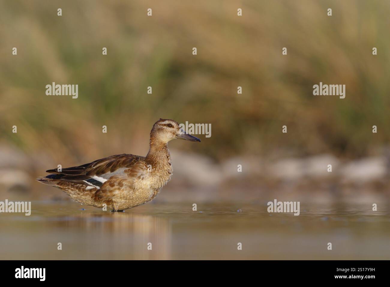 Teal, (Anas crecca), biotope, habitat, foraging, waters, animals, birds ...