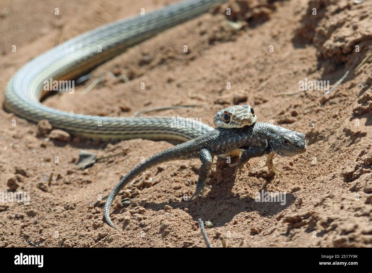 Snake preys on lizard, Kodachrome Basin State Park, Utah, USA, North ...