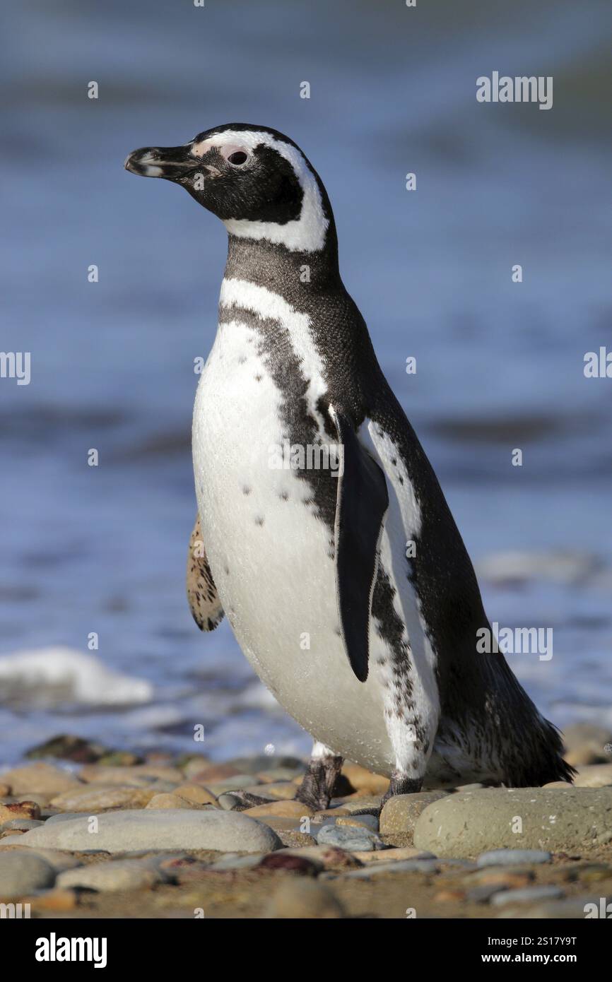 Magellanic Penguin, Spheniscus magellanicus, Patagonia, Argentina ...