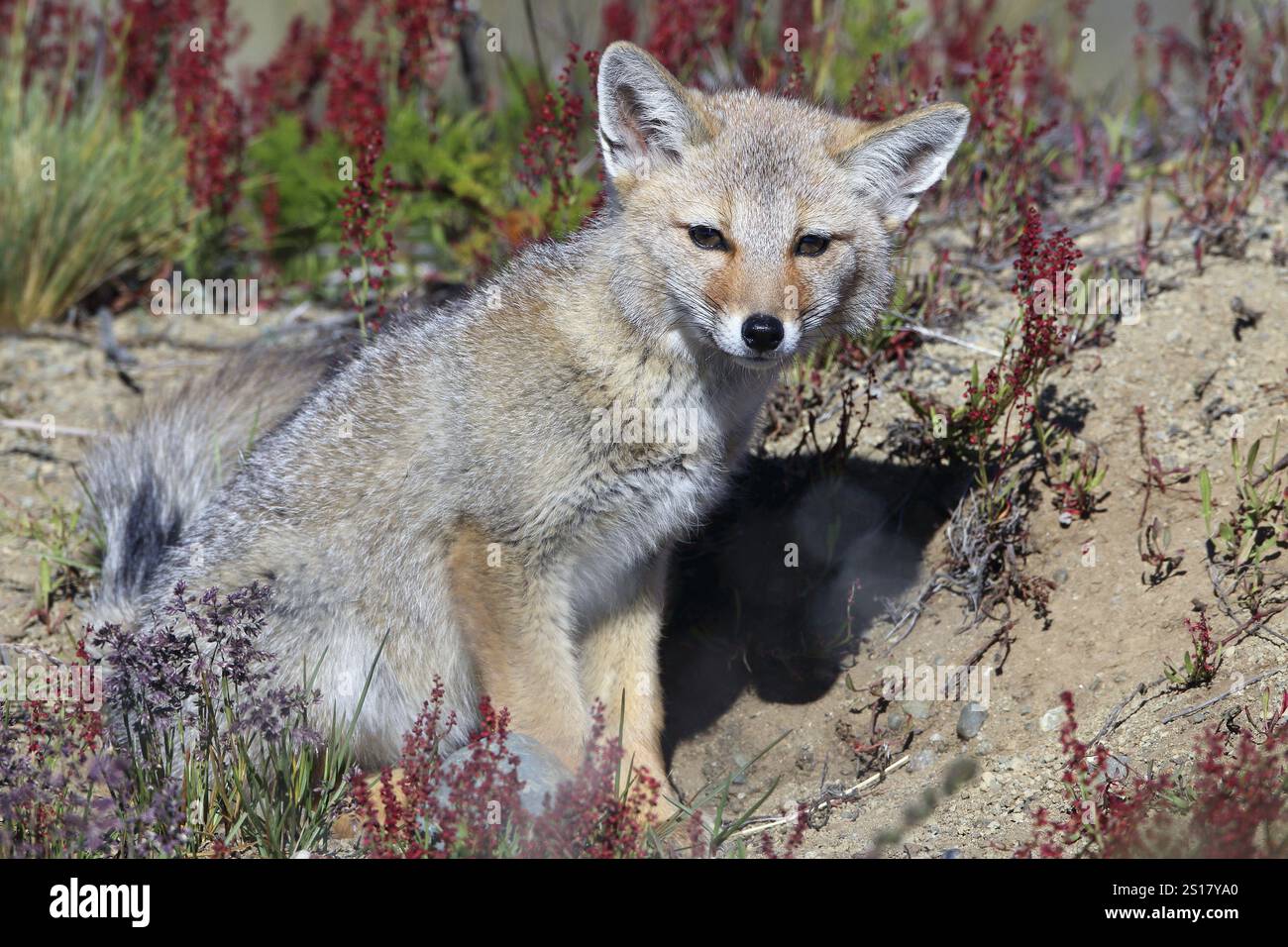 Grey fox, Urocyon cinereoargenteus, Patagonia, Chile, South America ...