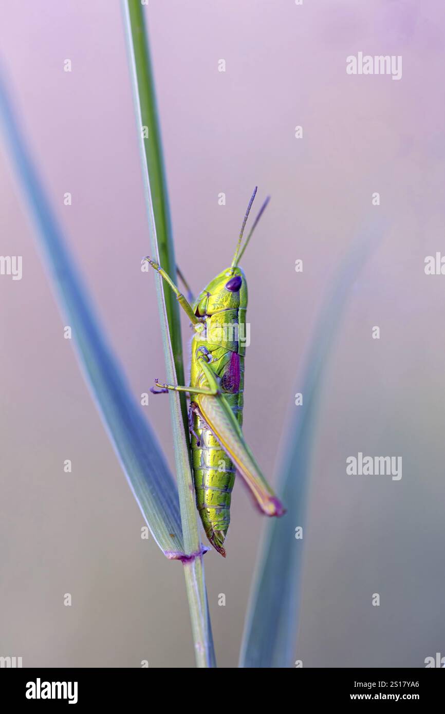 Small gold grasshopper, (Euthystira brachyptera), Chrysochraon ...