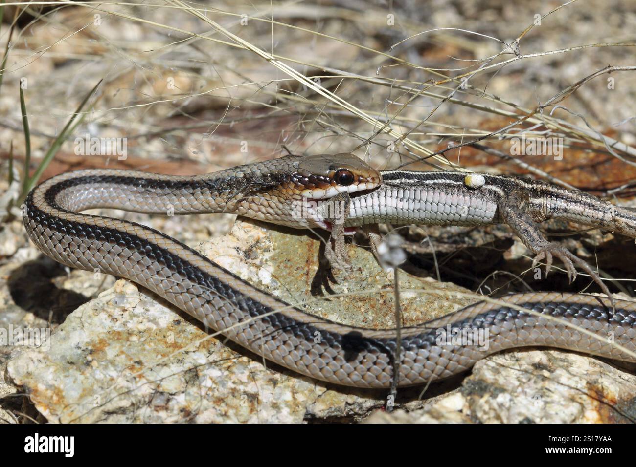 Lizard in habitat usa hi-res stock photography and images - Alamy