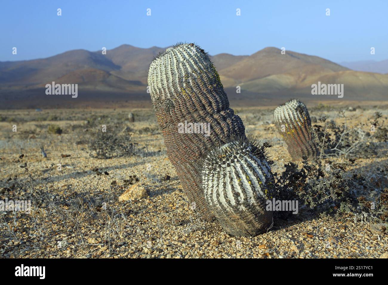 Copiapoa columna-alba, cactus, Taltal, Chile, South America Stock Photo ...