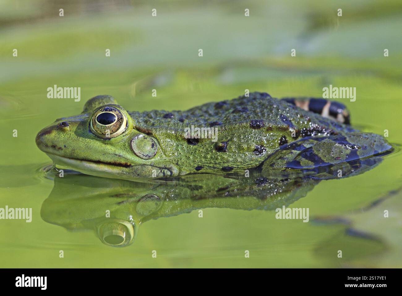 Edible Frog, Pelophylax esculentus Stock Photo - Alamy