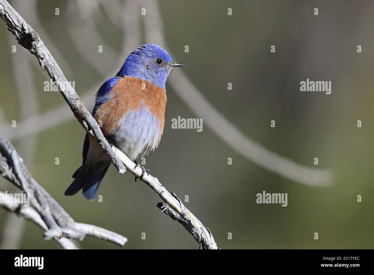 Blue-throated Bluebird, Sialia mexicana, Utah, USA, North America Stock ...