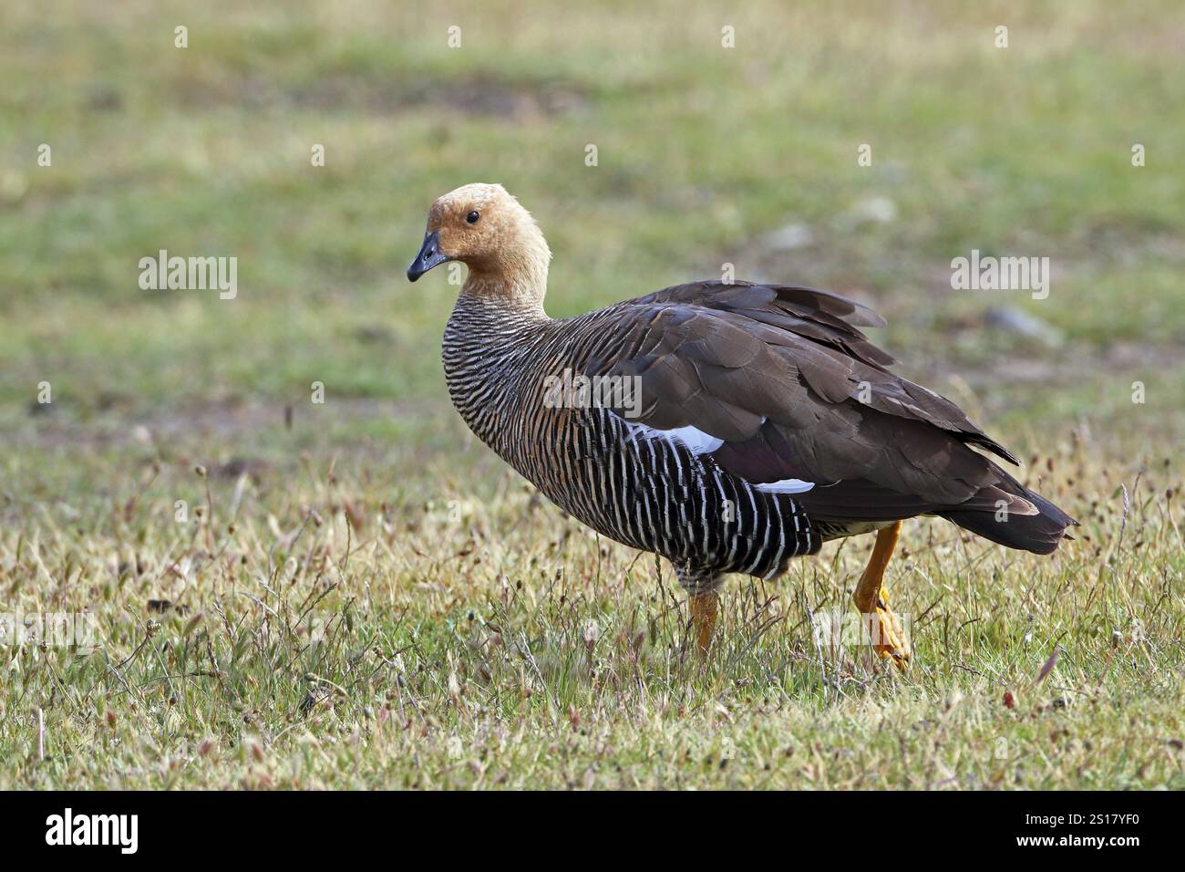Magellanic Goose, Chloephaga picta, Chile, South America Stock Photo ...