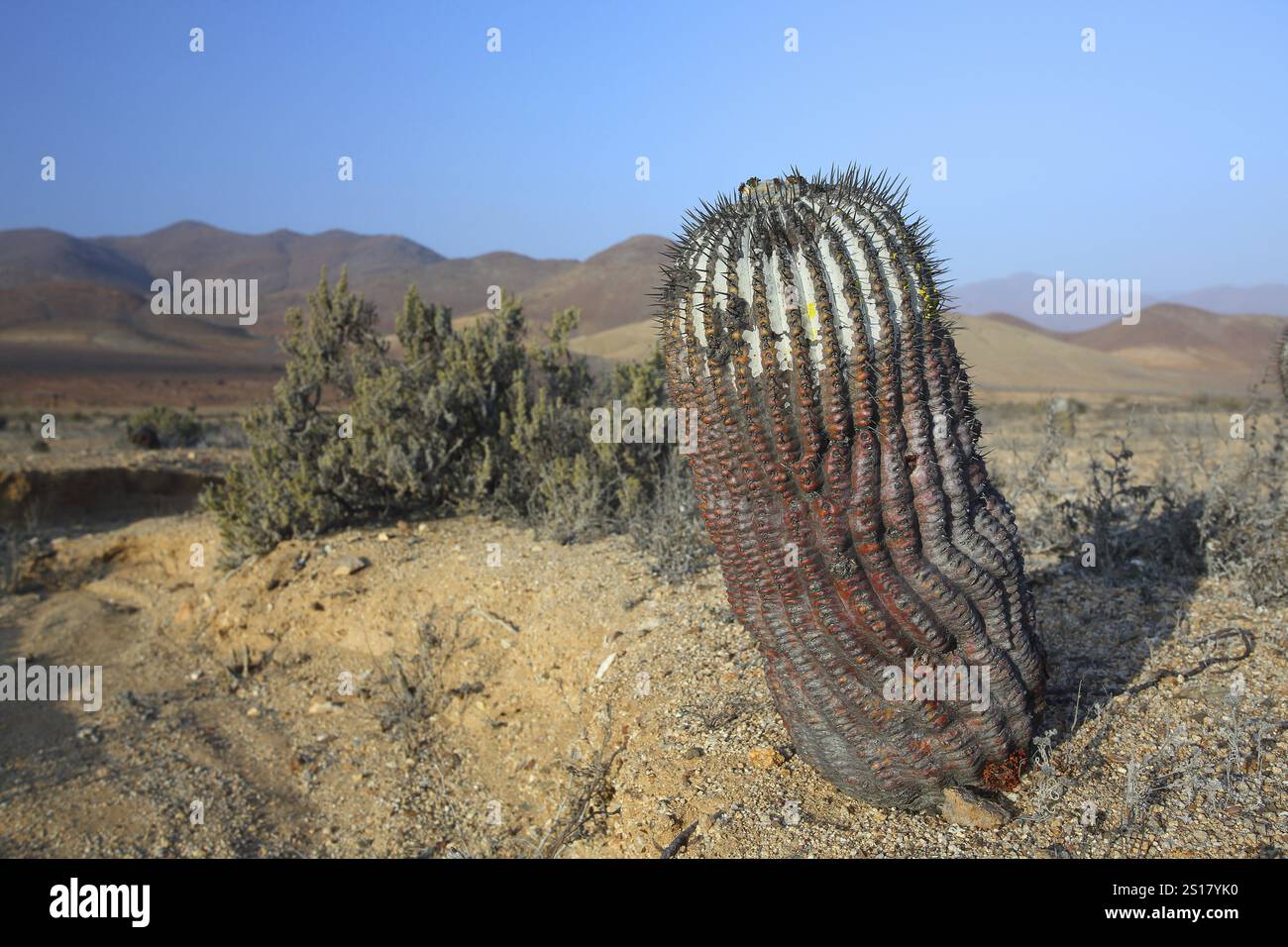 Copiapoa columna-alba, cactus, Taltal, Chile, South America Stock Photo ...
