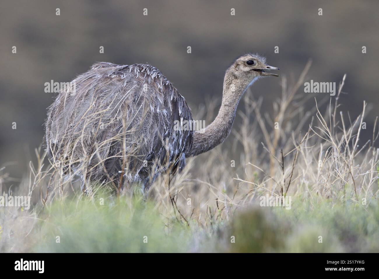 Darwinnandu, Rhea pennata, Patagonia, Argentina, South America Stock ...