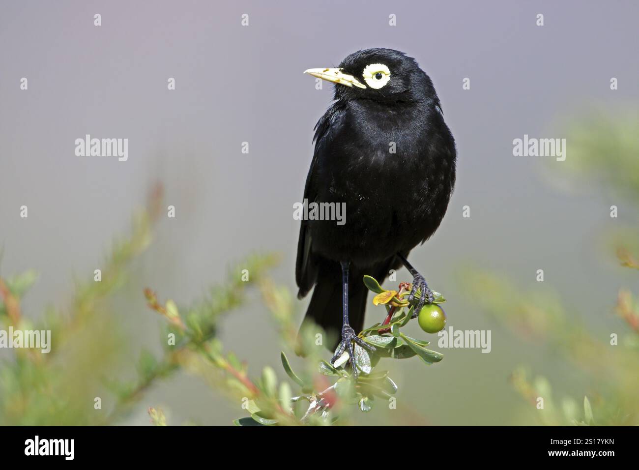 Spectacled Tyrant, Hymenops perspicillatus, Patagonia, Argentina, South ...