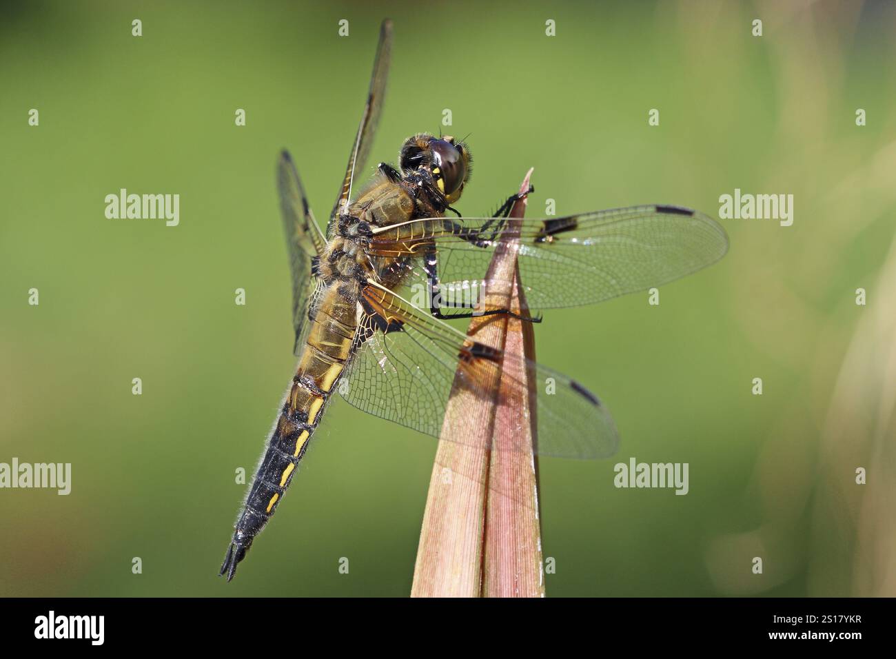 Four-spot, Libellula quadrimaculata Stock Photo - Alamy