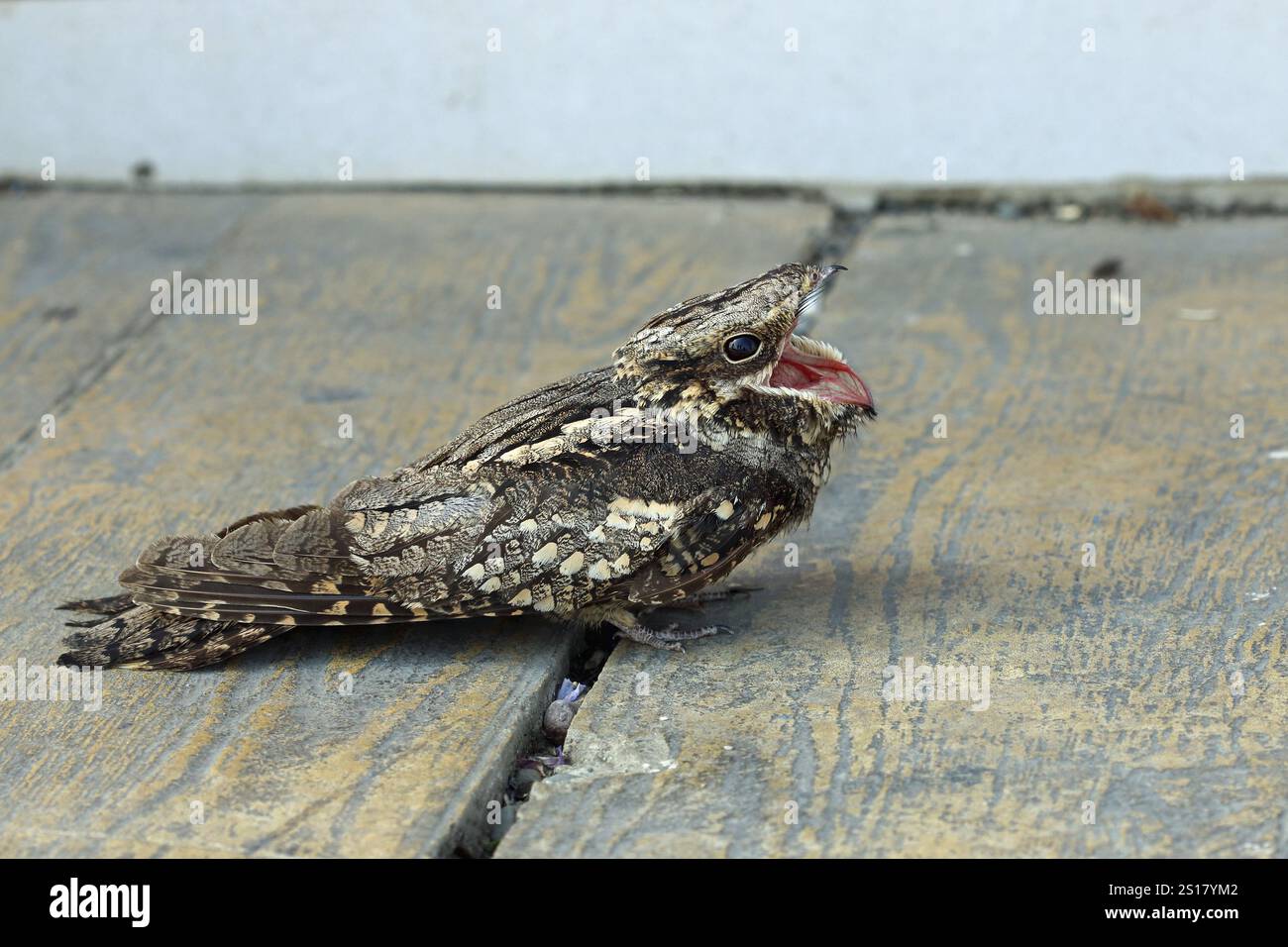 Nightjar in the wild hi-res stock photography and images - Alamy