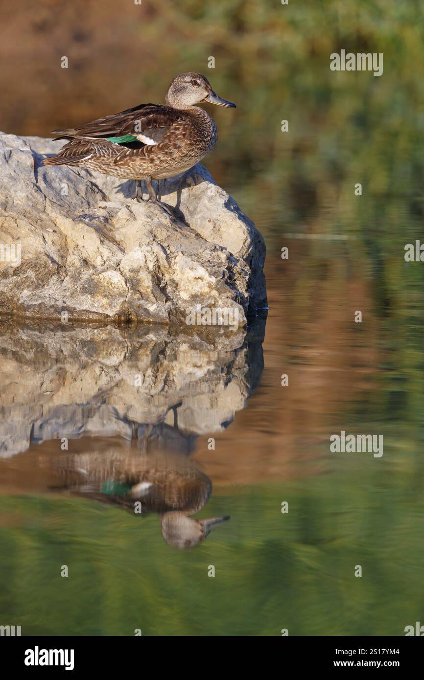 Teal, (Anas crecca), biotope, habitat, foraging, waters, animals, birds ...