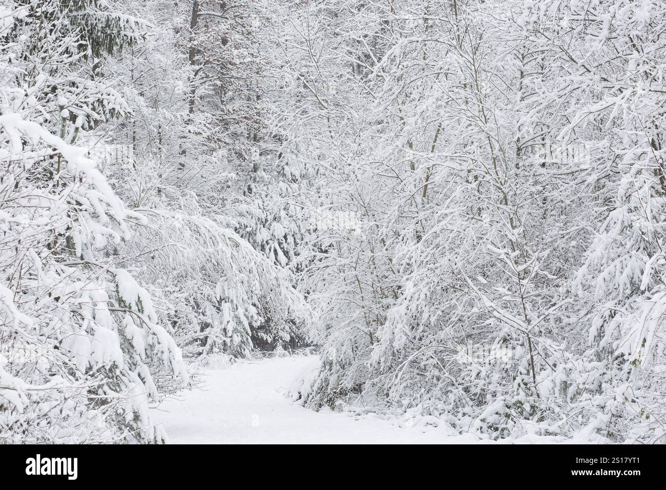 Snow covered logging road hi-res stock photography and images - Alamy